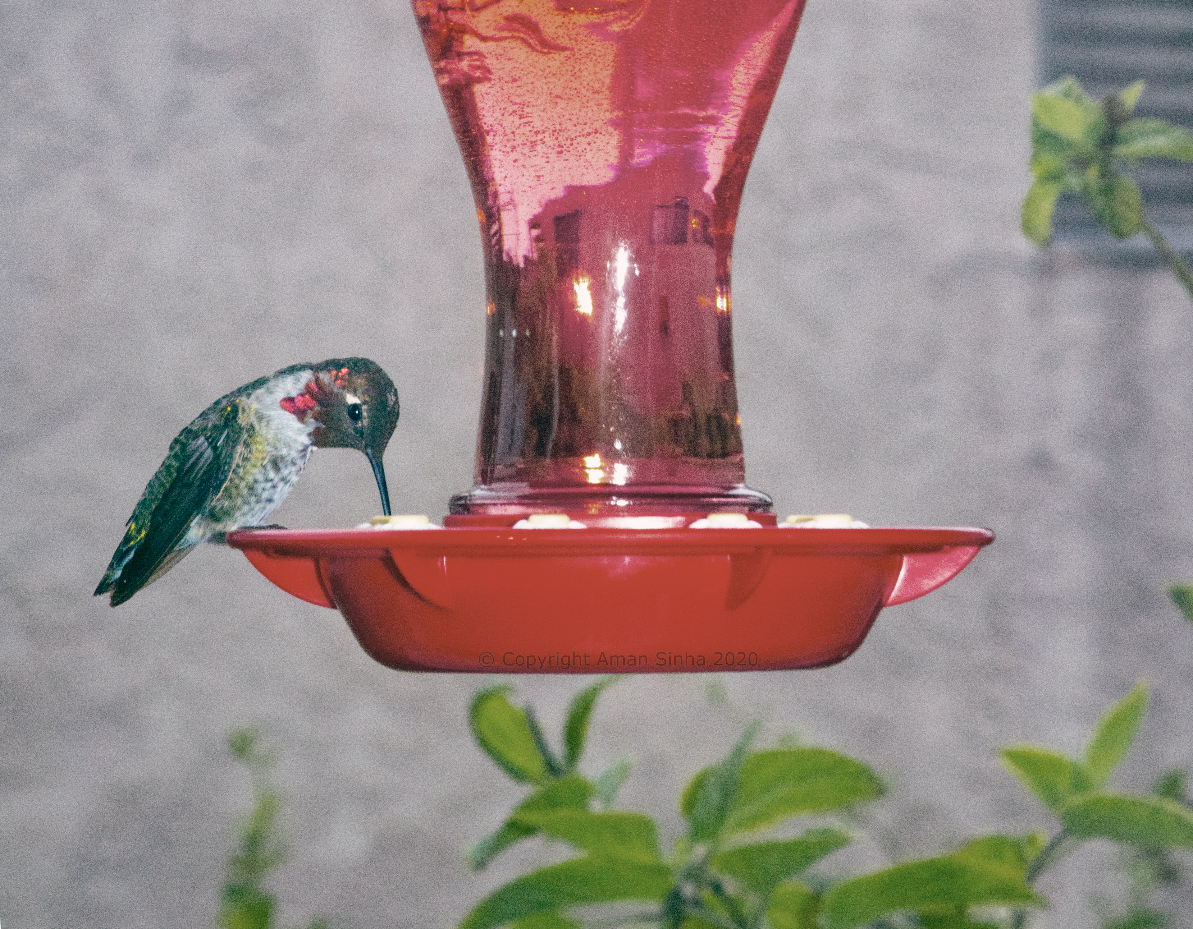 Rufous Hummingbird? Please help me ID. | Scrolller