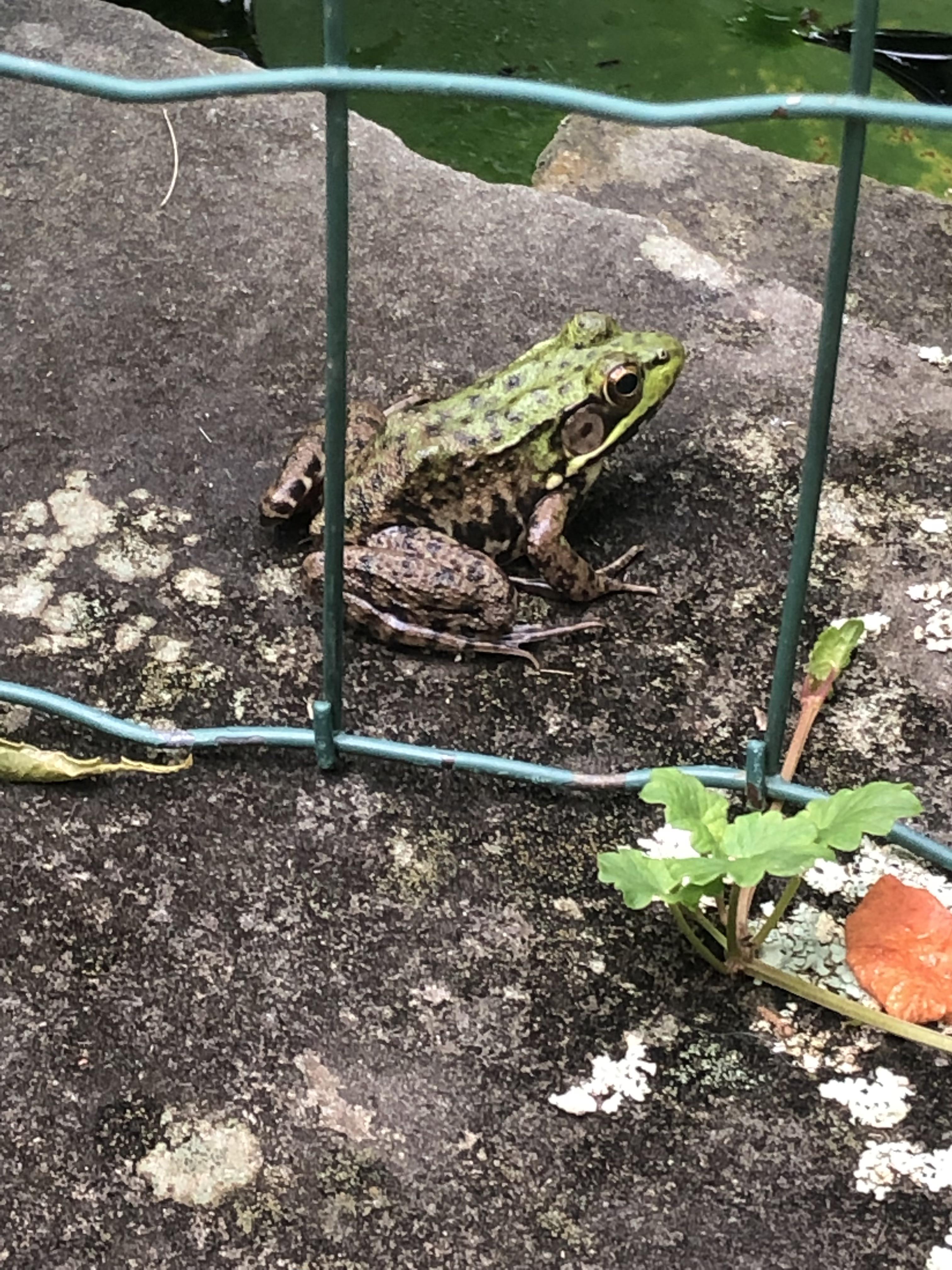 Rule 1: Have a frog | Scrolller