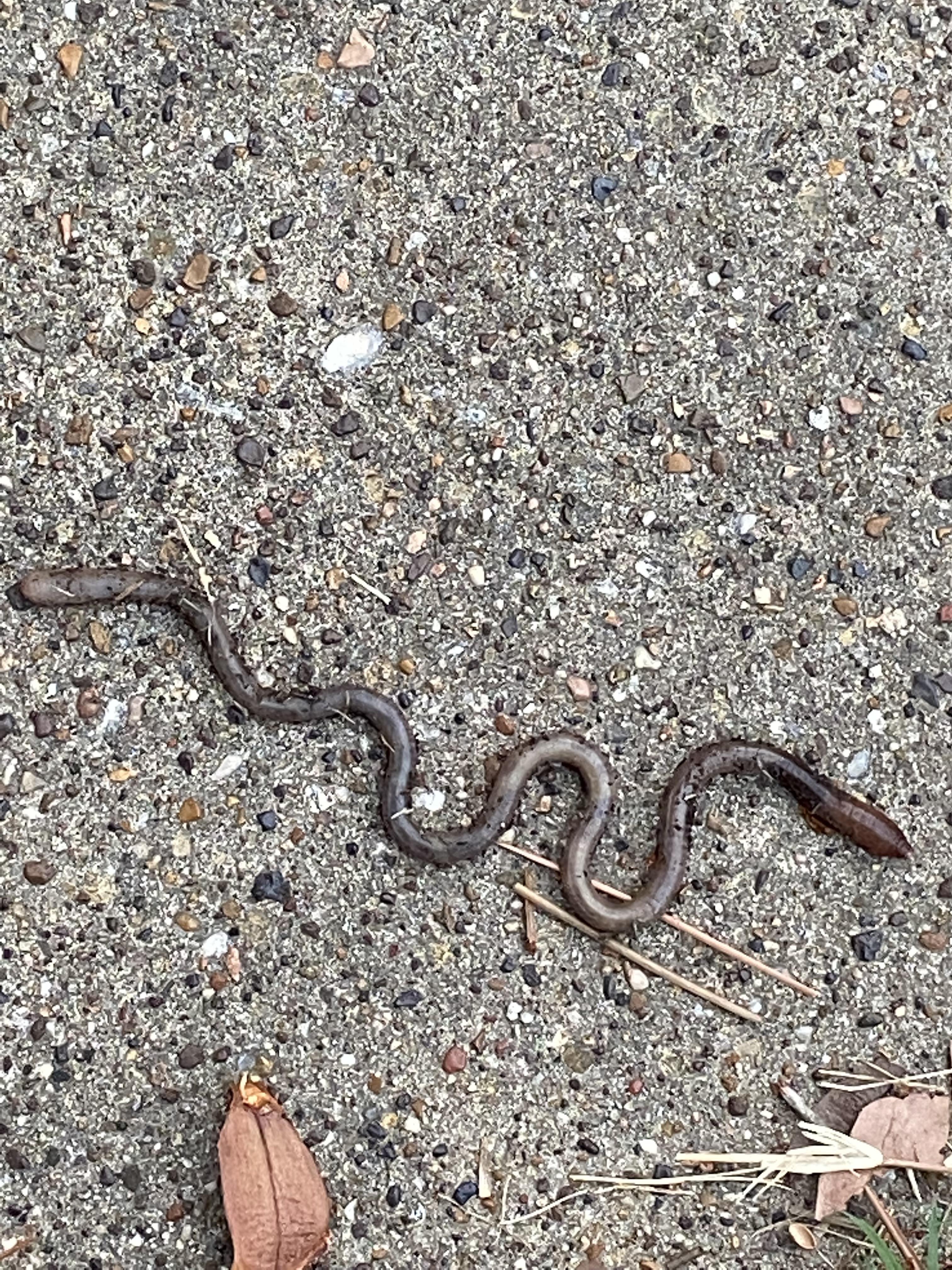 Rule. Also this is a big ole worm. | Scrolller