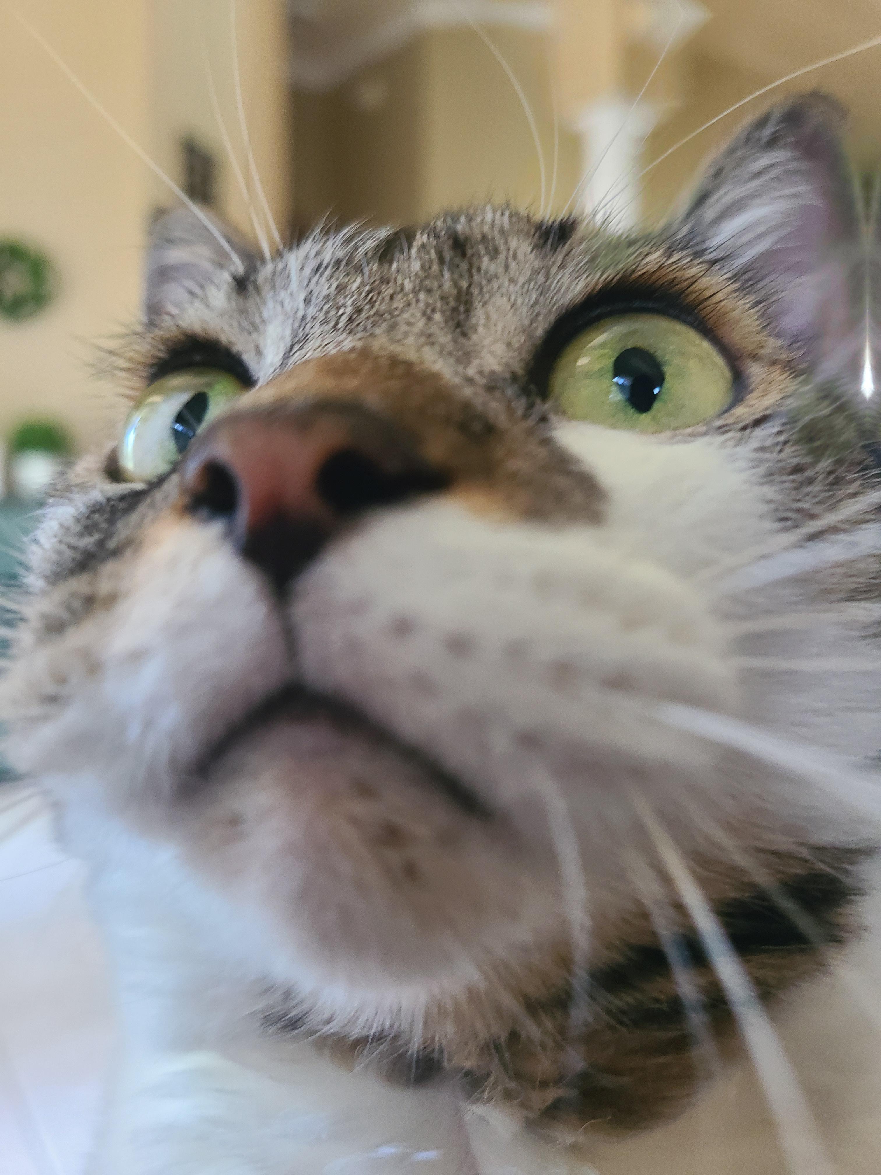 Rule. Original cat. | Scrolller