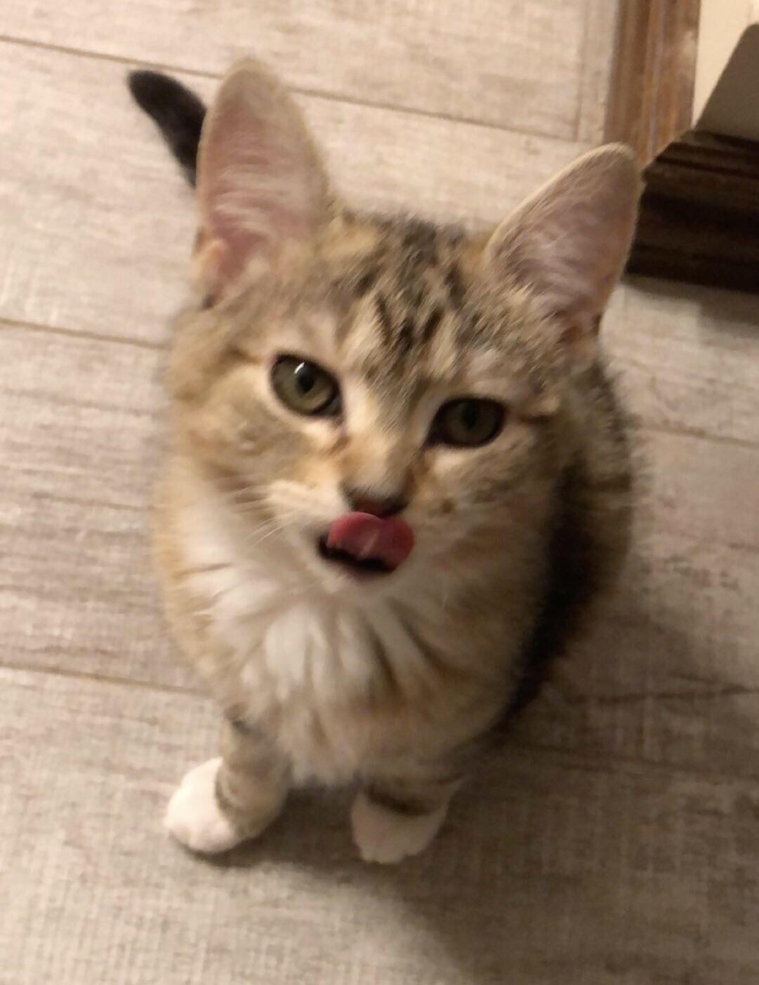 Rumple’s first mlem | Scrolller