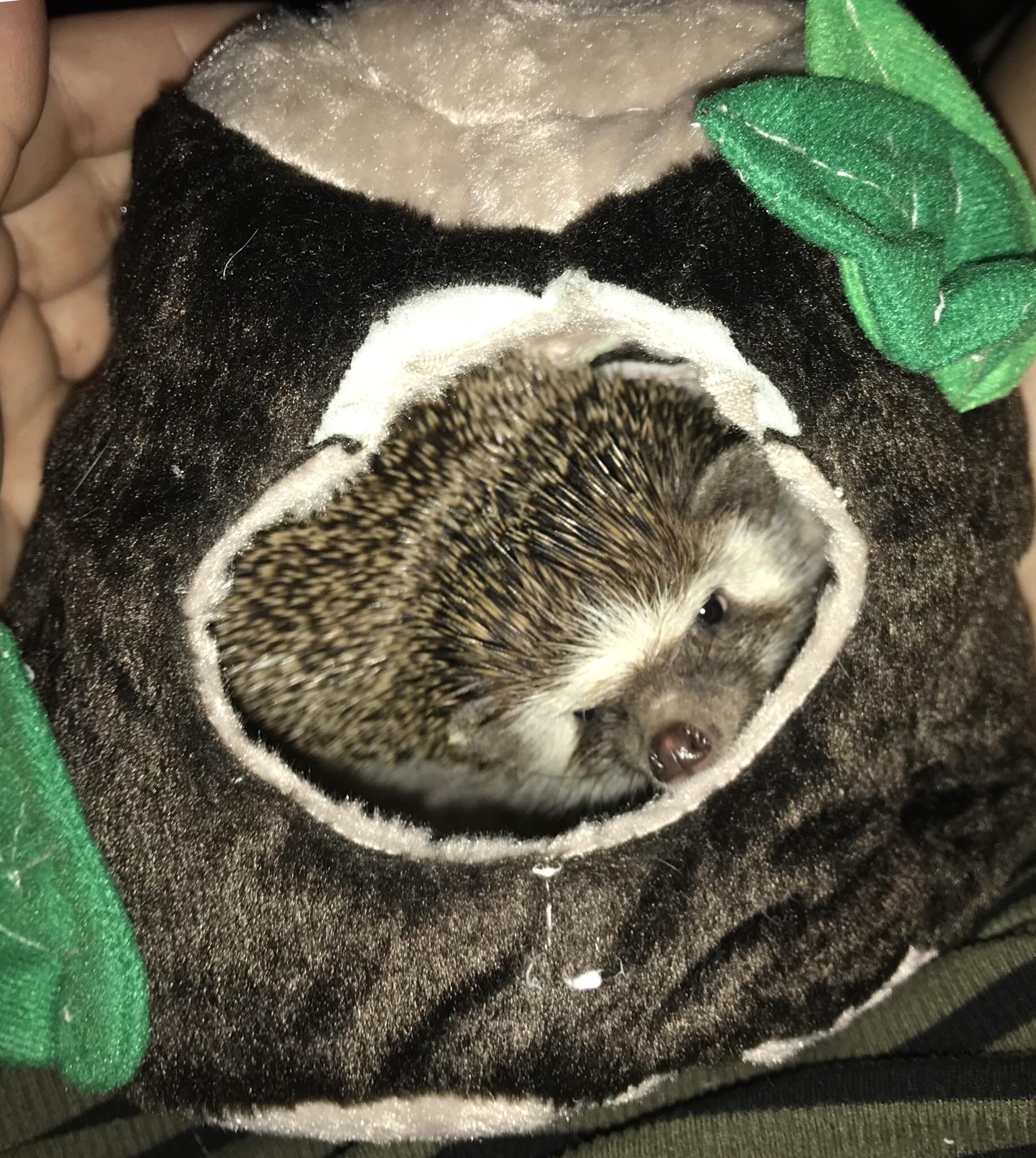 Russell in his tree hut | Scrolller