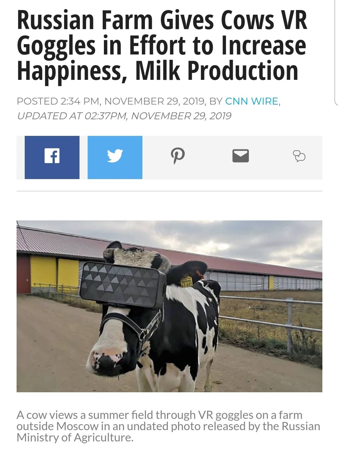 Russian cows have VR | Scrolller