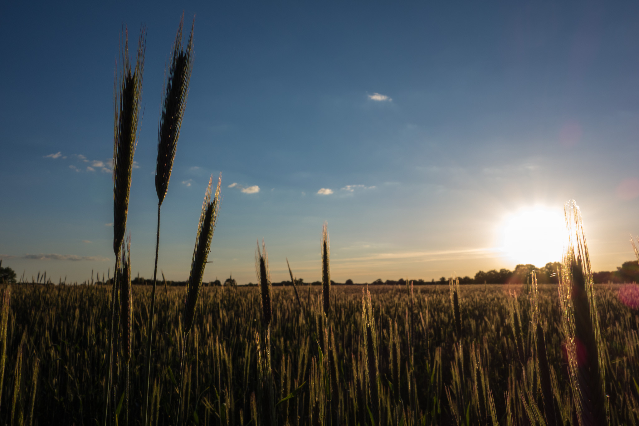 Rye field at sunset [Mecklenburg, Germany / 2048x1365 / OC] | Scrolller