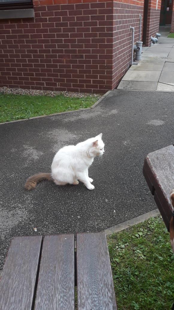 Sad cat :( | Scrolller