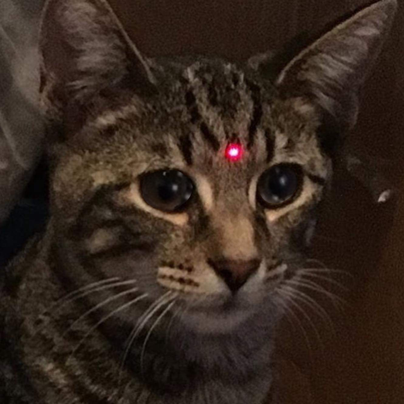 Sad prey | Scrolller