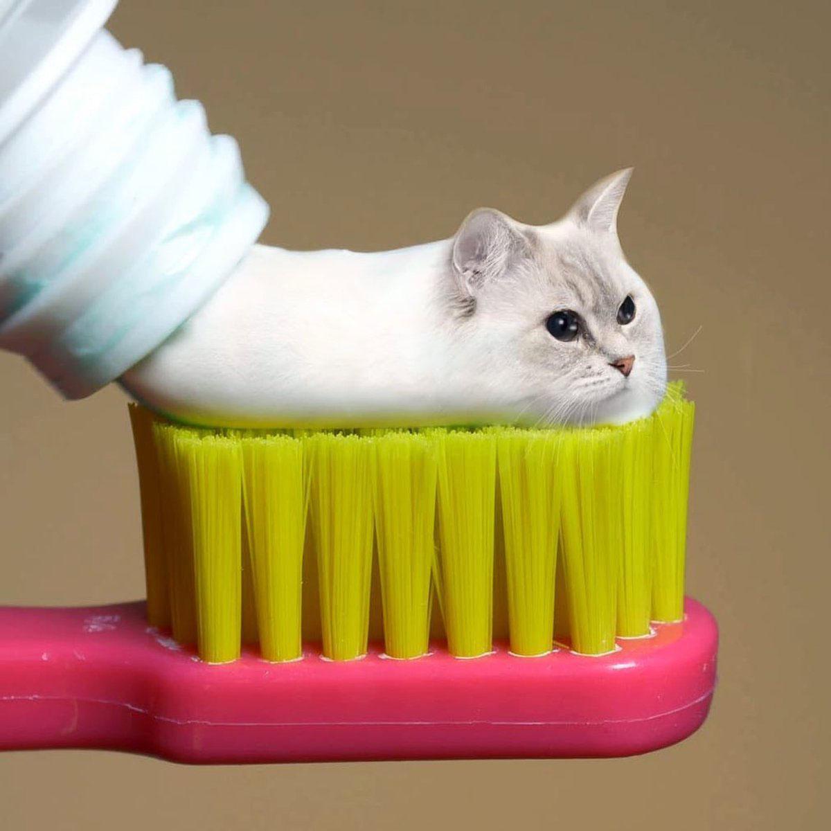 Sad toothpaste | Scrolller