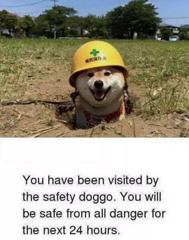 Safety Doggo :) | Scrolller