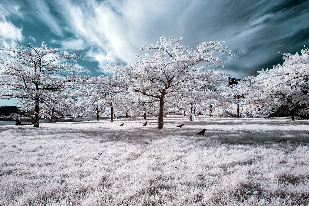 Sakura trees through full-spectrum modified camera + 720nm infrared filter | Scrolller
