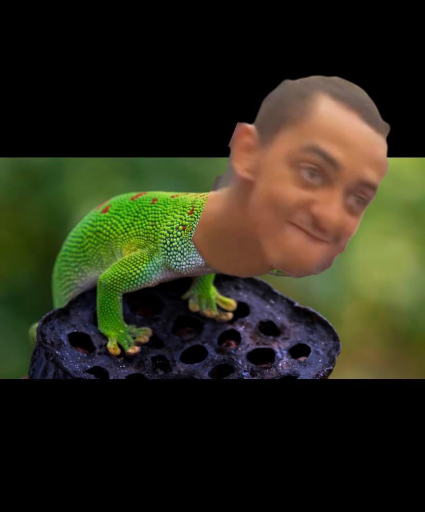 Salami gecko | Scrolller