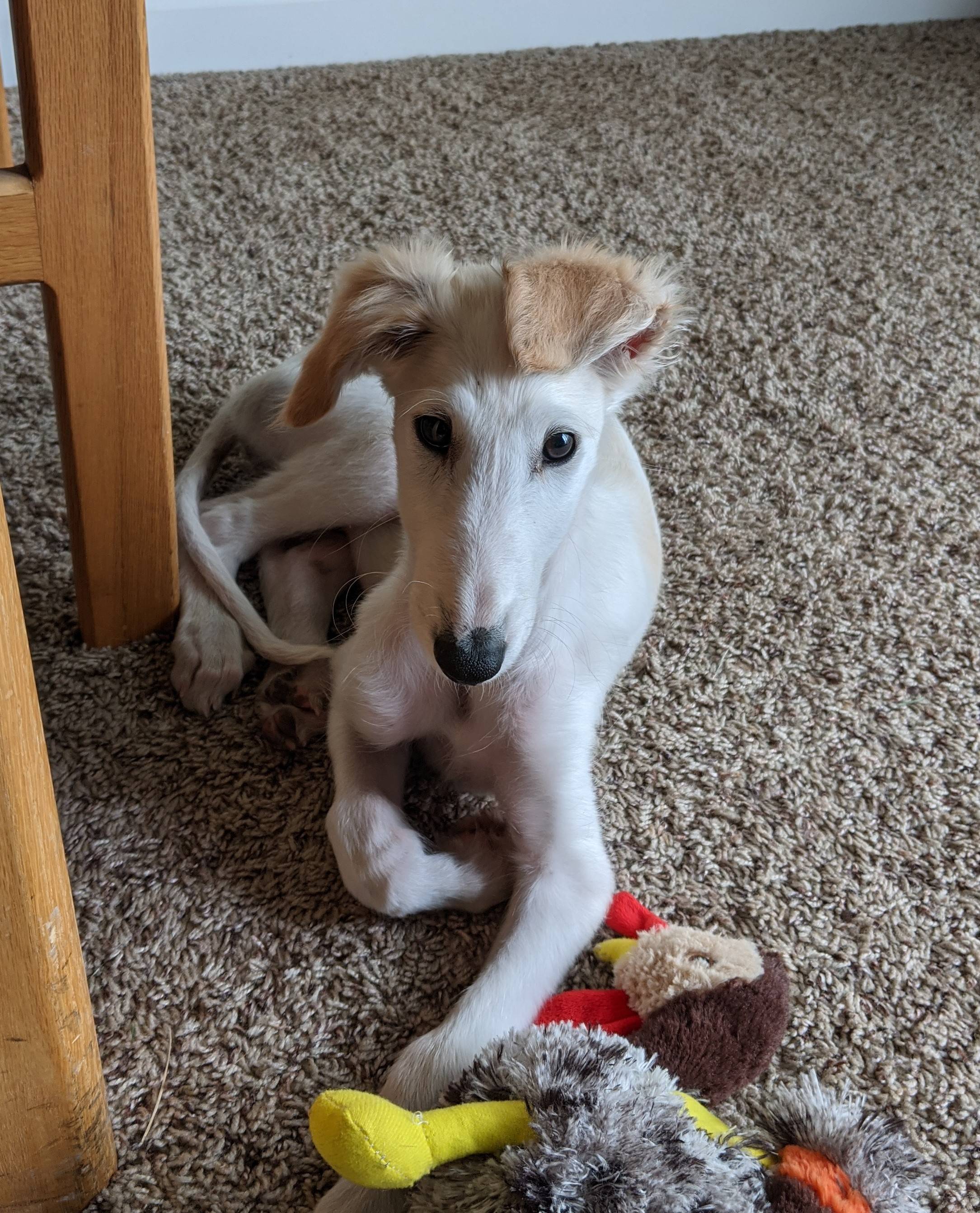 Sally showing off her wonky ear | Scrolller