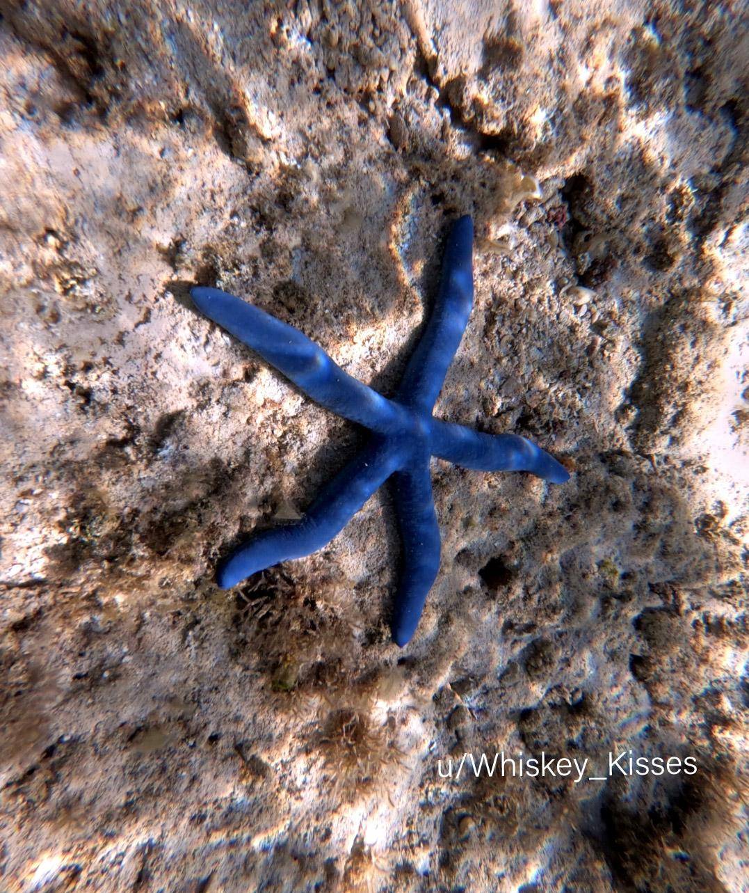 Salty kisses and starfish wishes | Scrolller