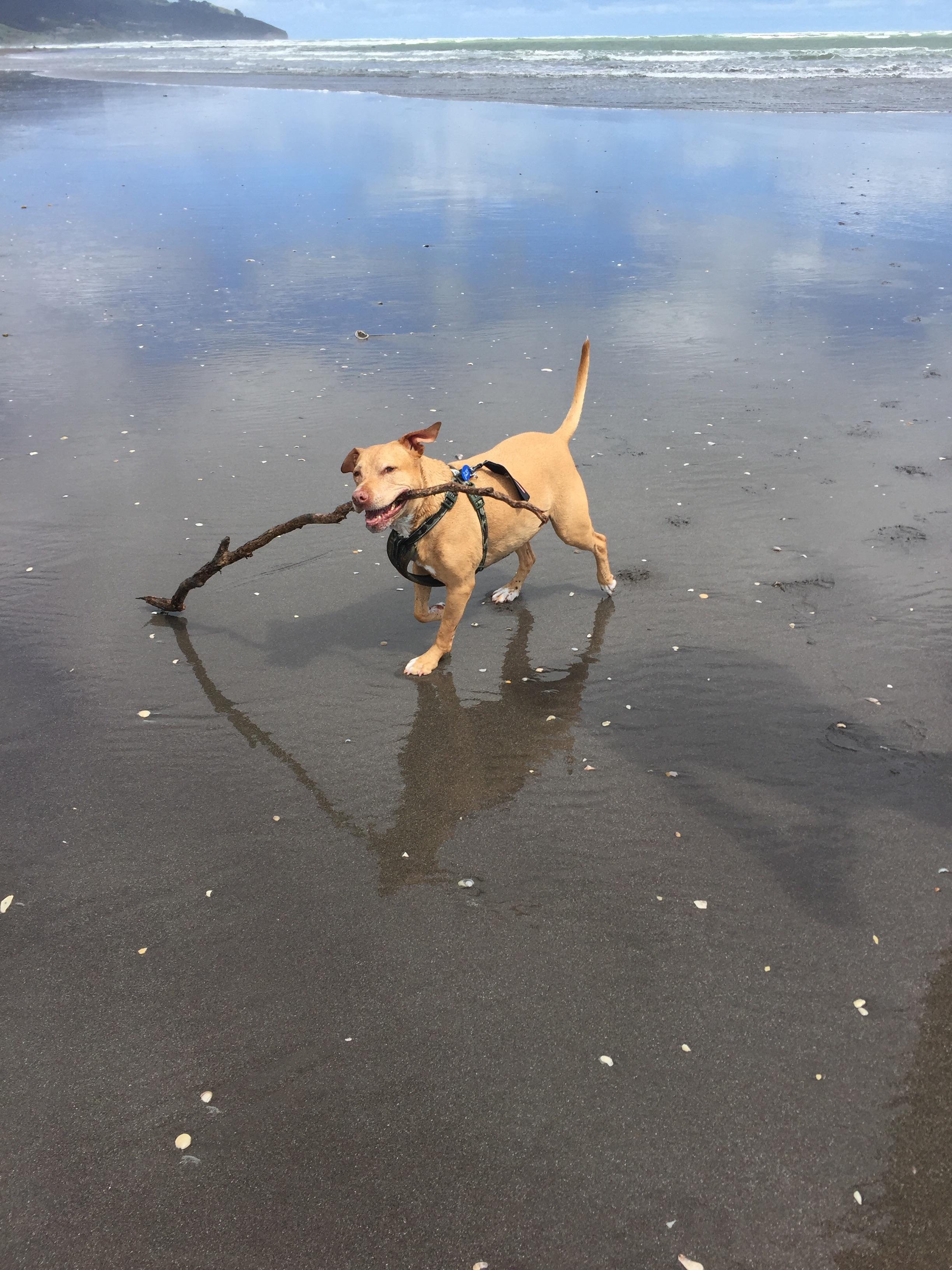 Salty Pibble Scrolller