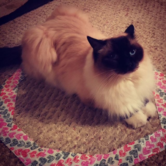 Sammy, the ragdoll, went IMMEDIATELY to the circle! | Scrolller