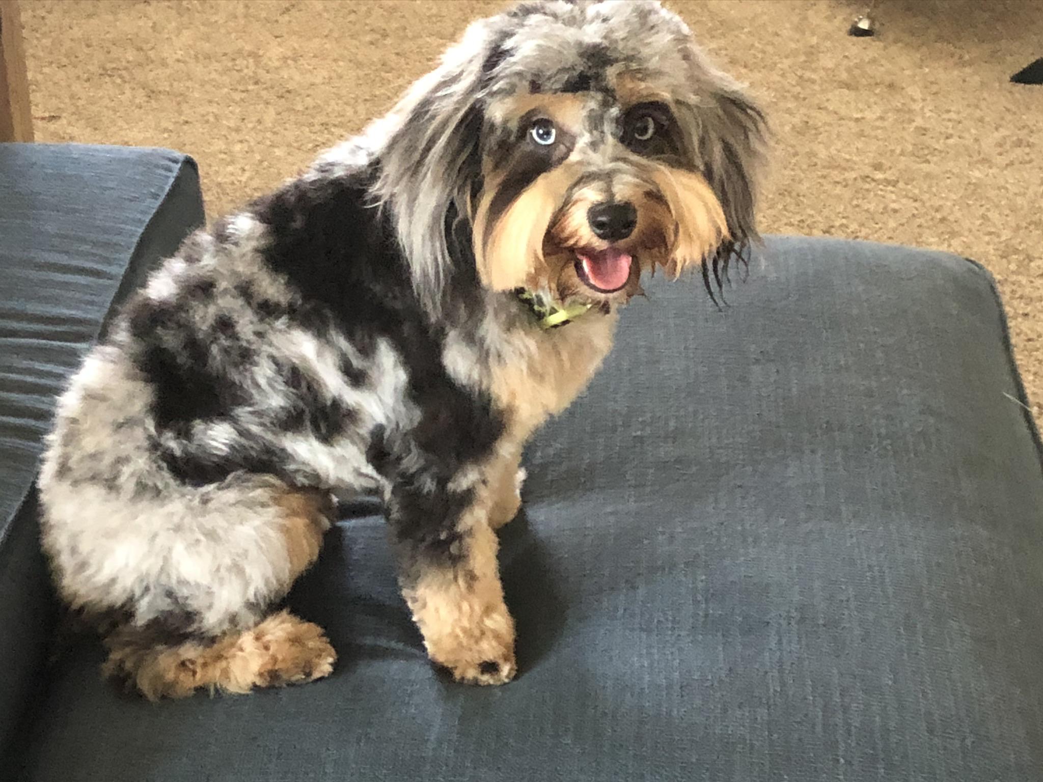 Samson got a haircut! | Scrolller