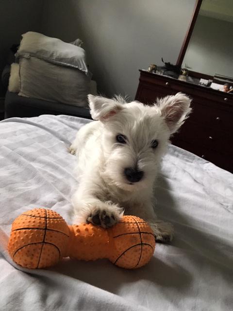 Samson is our new Westie | Scrolller