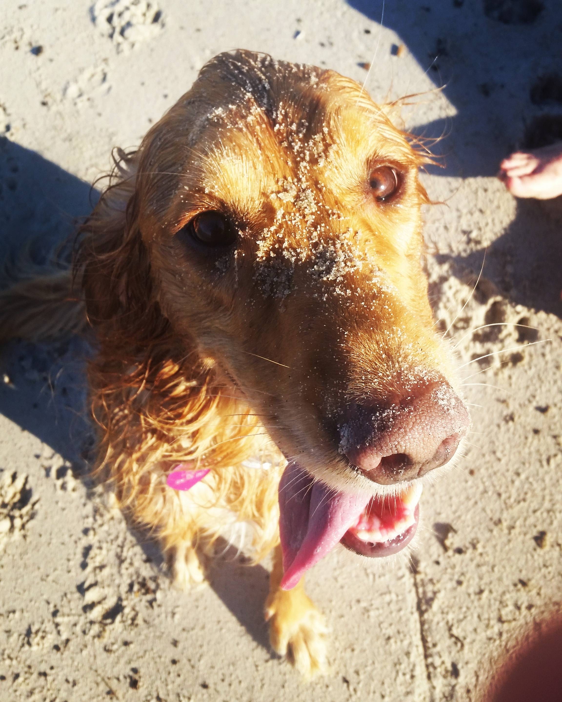 Sandy Golden | Scrolller