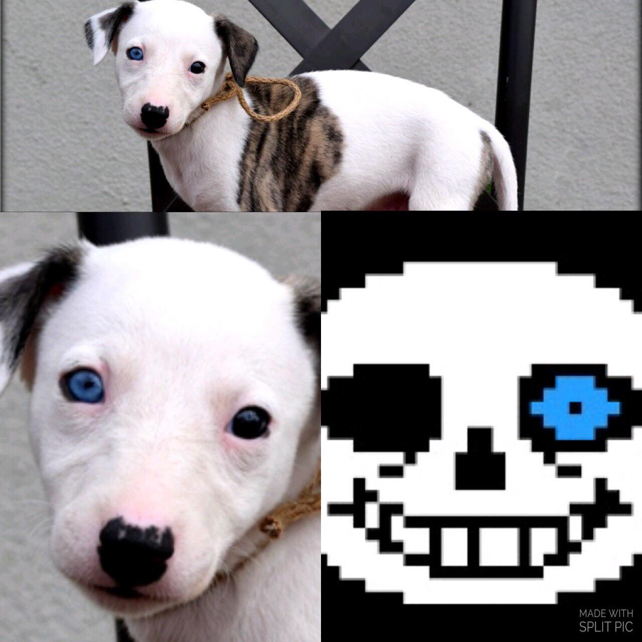 Sans Doggo | Scrolller