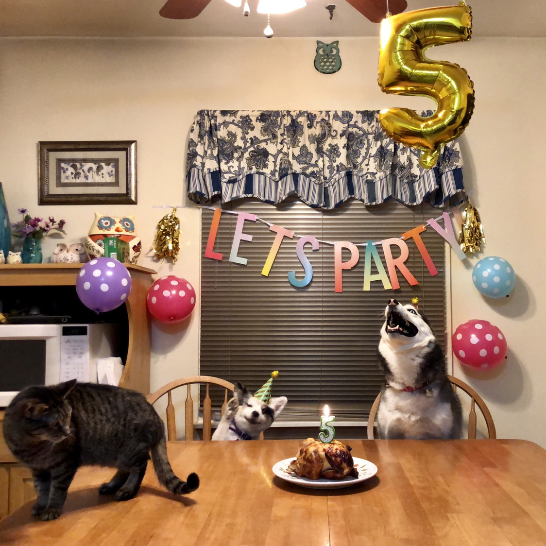 Sasha the husky enjoying her 5th birthday with her best friends Willy and Mia! | Scrolller