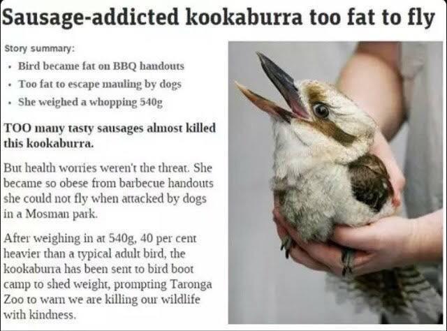 Sausage-addicted borb | Scrolller