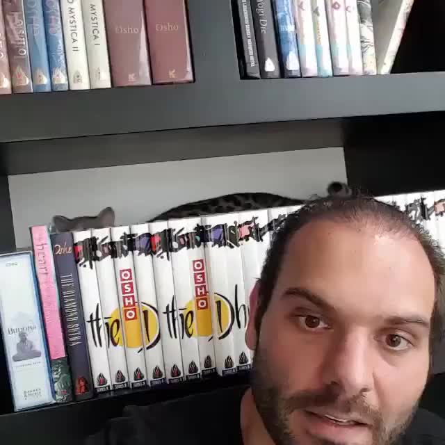 Ocelot: ATTACK! | Scrolller