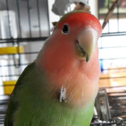 saving some seed for later... | Scrolller