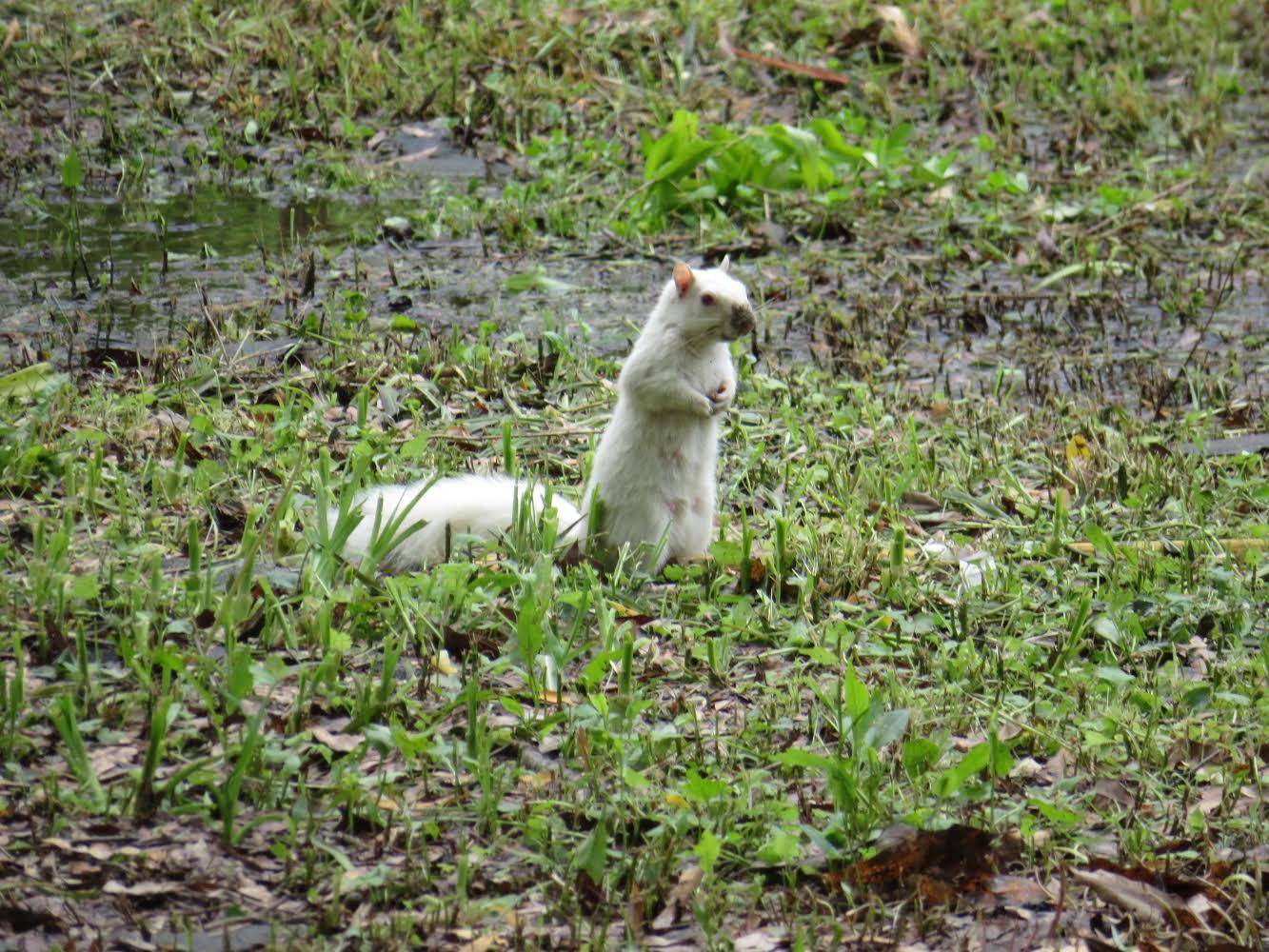 Saw this white guy in Orange Mound and had to grab a photo! | Scrolller