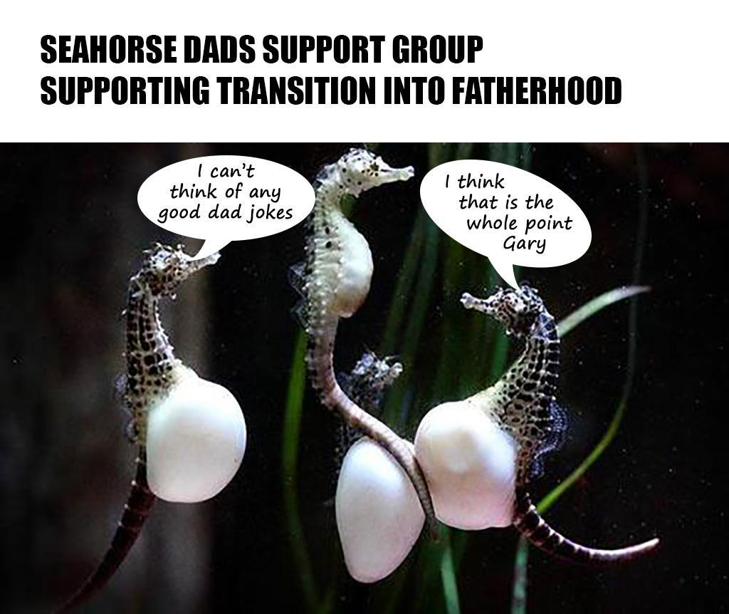 Sawhorse. The past tense of seahorse. | Scrolller