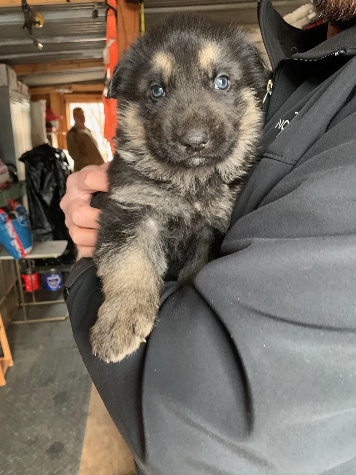 Say hello to Gunner! | Scrolller