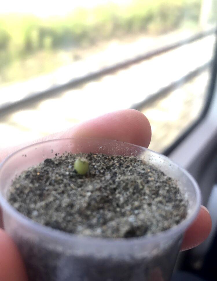 Say hello to my teeny tiny cactus 🌵 | Scrolller