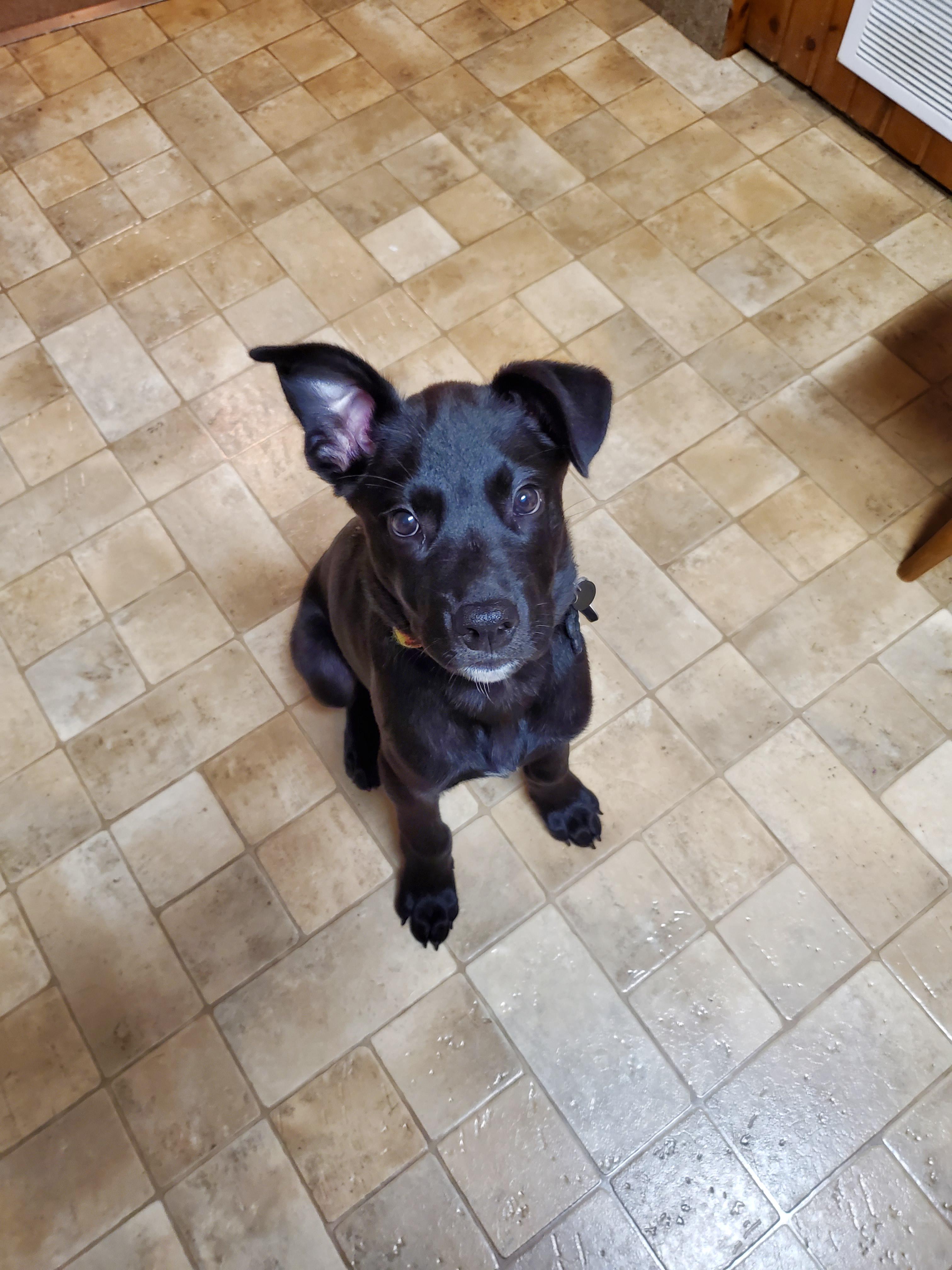 Say hello to Oswald and his one flopsy ear. | Scrolller