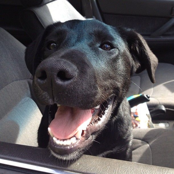 Say hey to Musket, he's super stoked to see you! | Scrolller