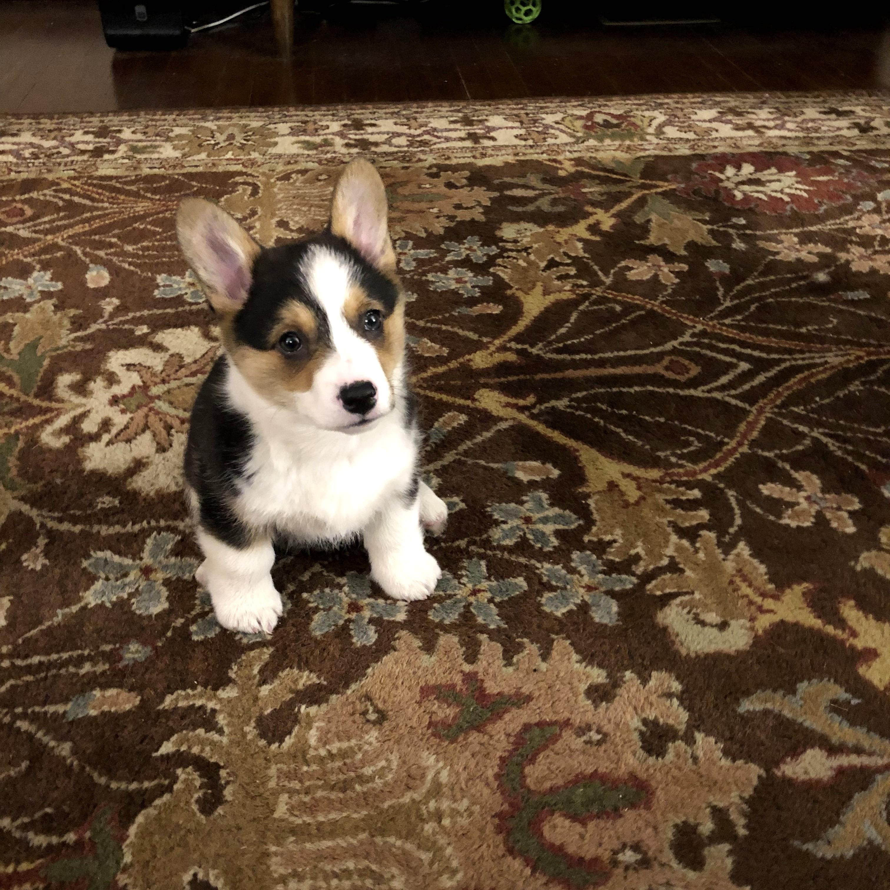 Say hi to Silas! Our new tricolor corgi. | Scrolller