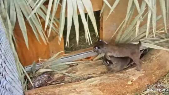 Scar! Brother, help me! | Scrolller