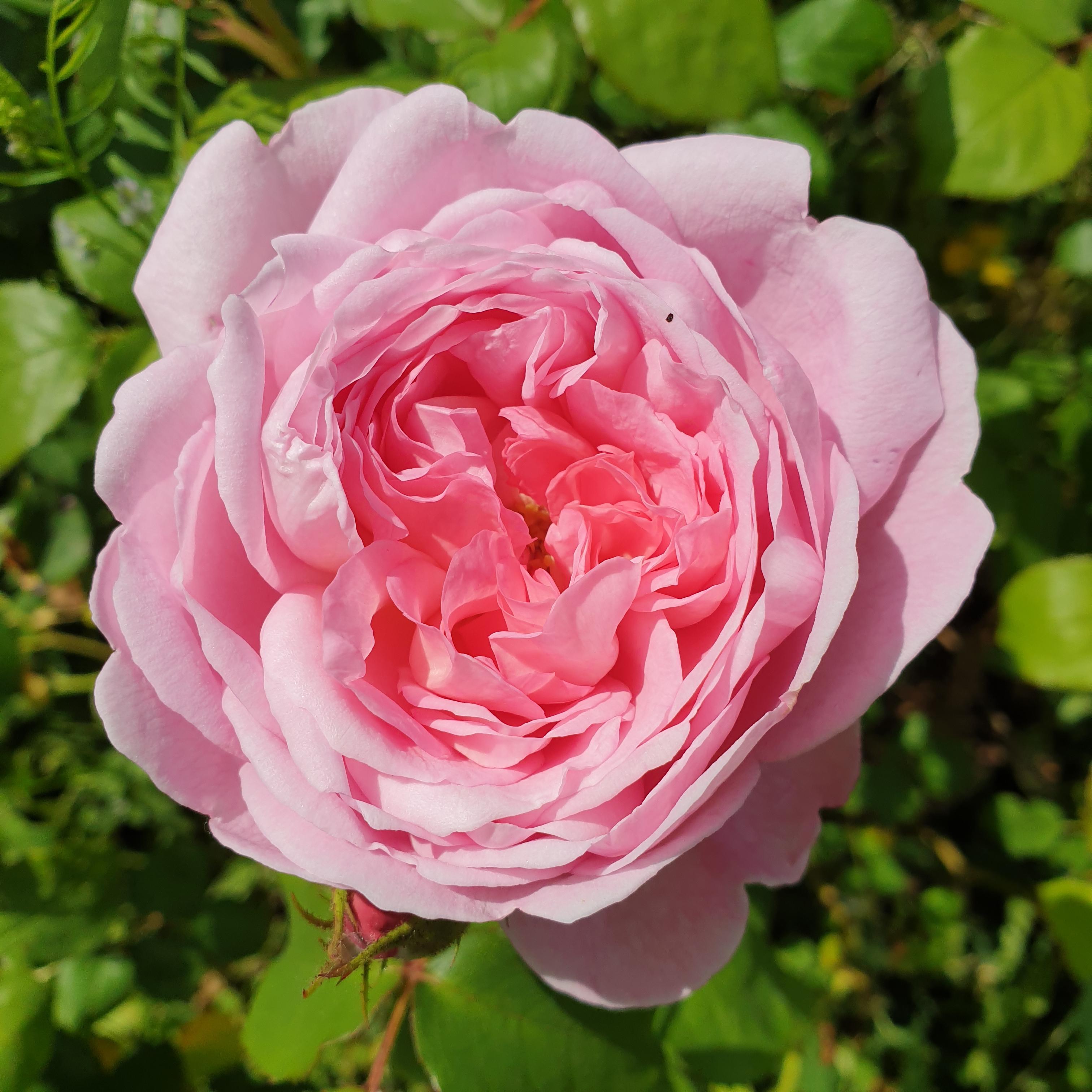 Scepter d'Isle | Scrolller