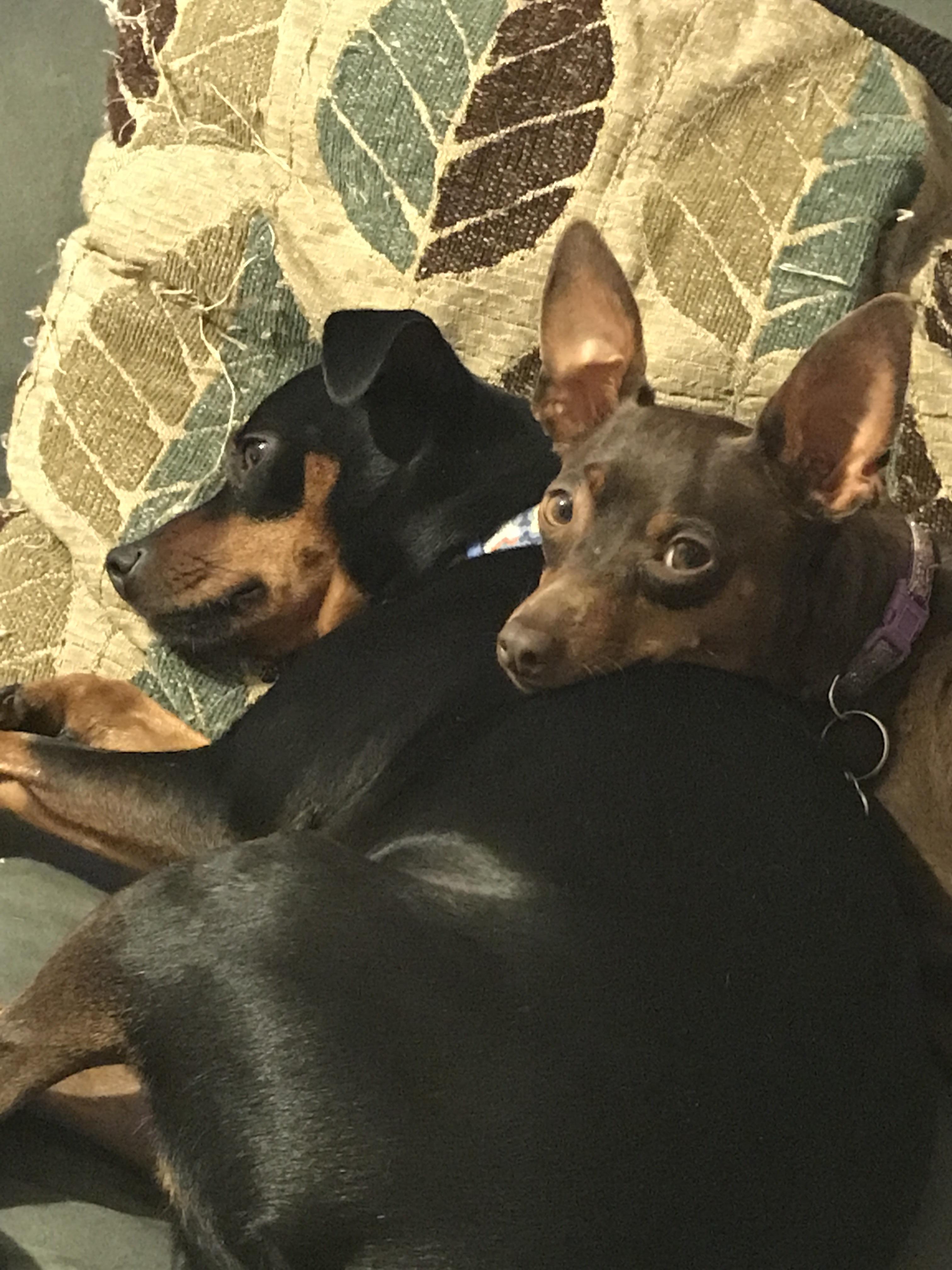 Scrappy and Carly | Scrolller