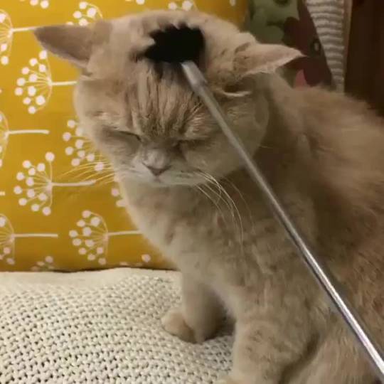 Scratchy scratchy | Scrolller