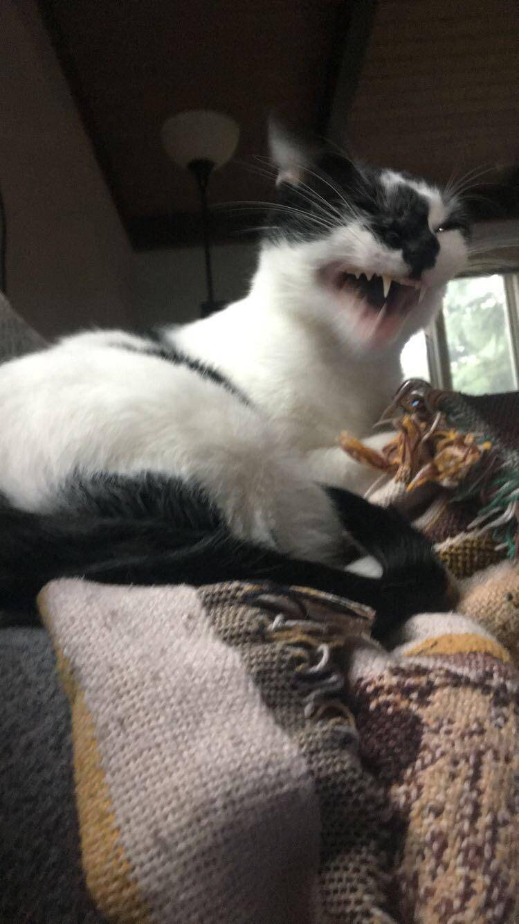 scrunge™️ | Scrolller