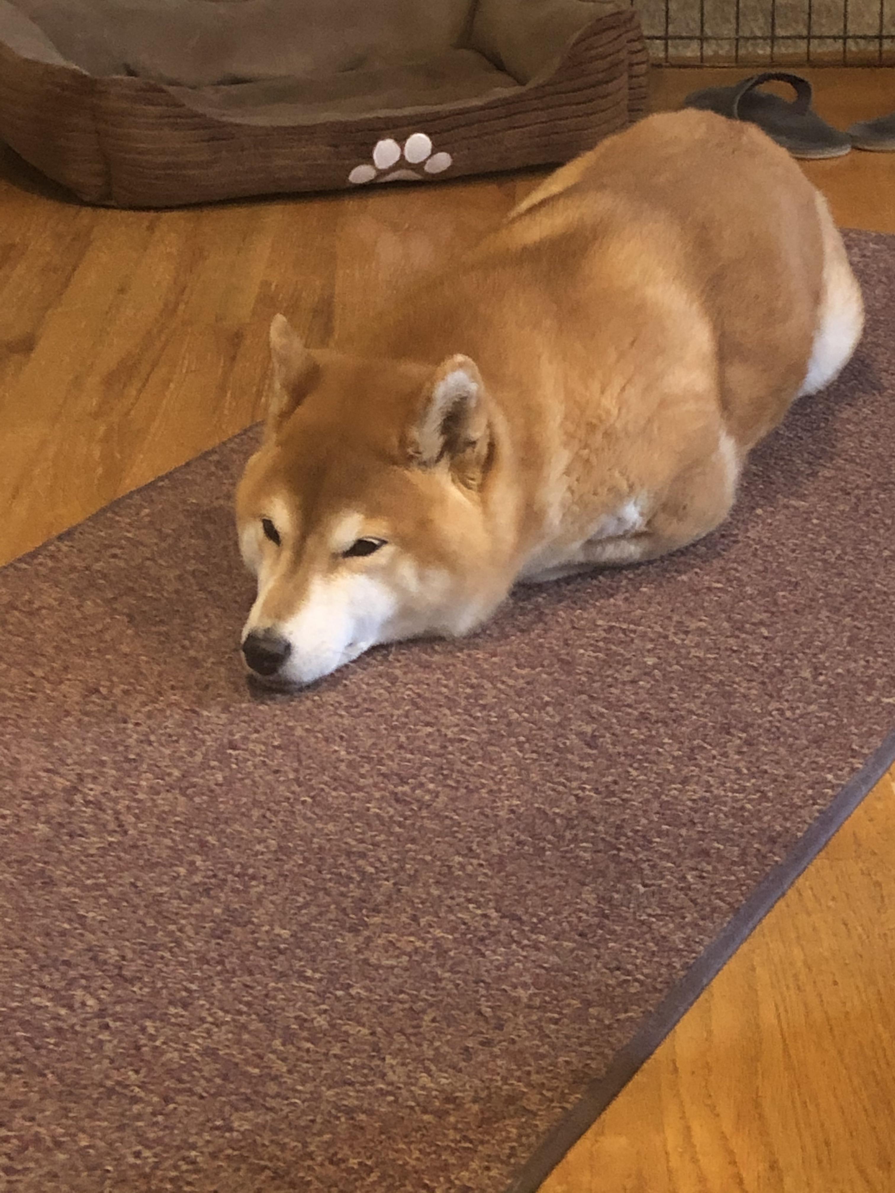 Seal mode, activate! | Scrolller