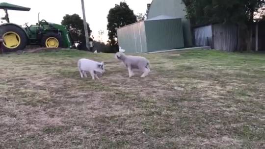 Seamus and Bubbles are never far apart | Scrolller