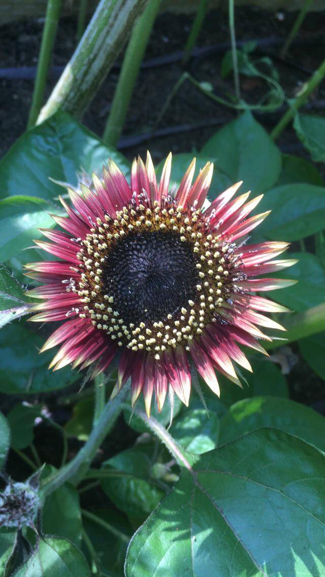 Second bloom of the year! | Scrolller