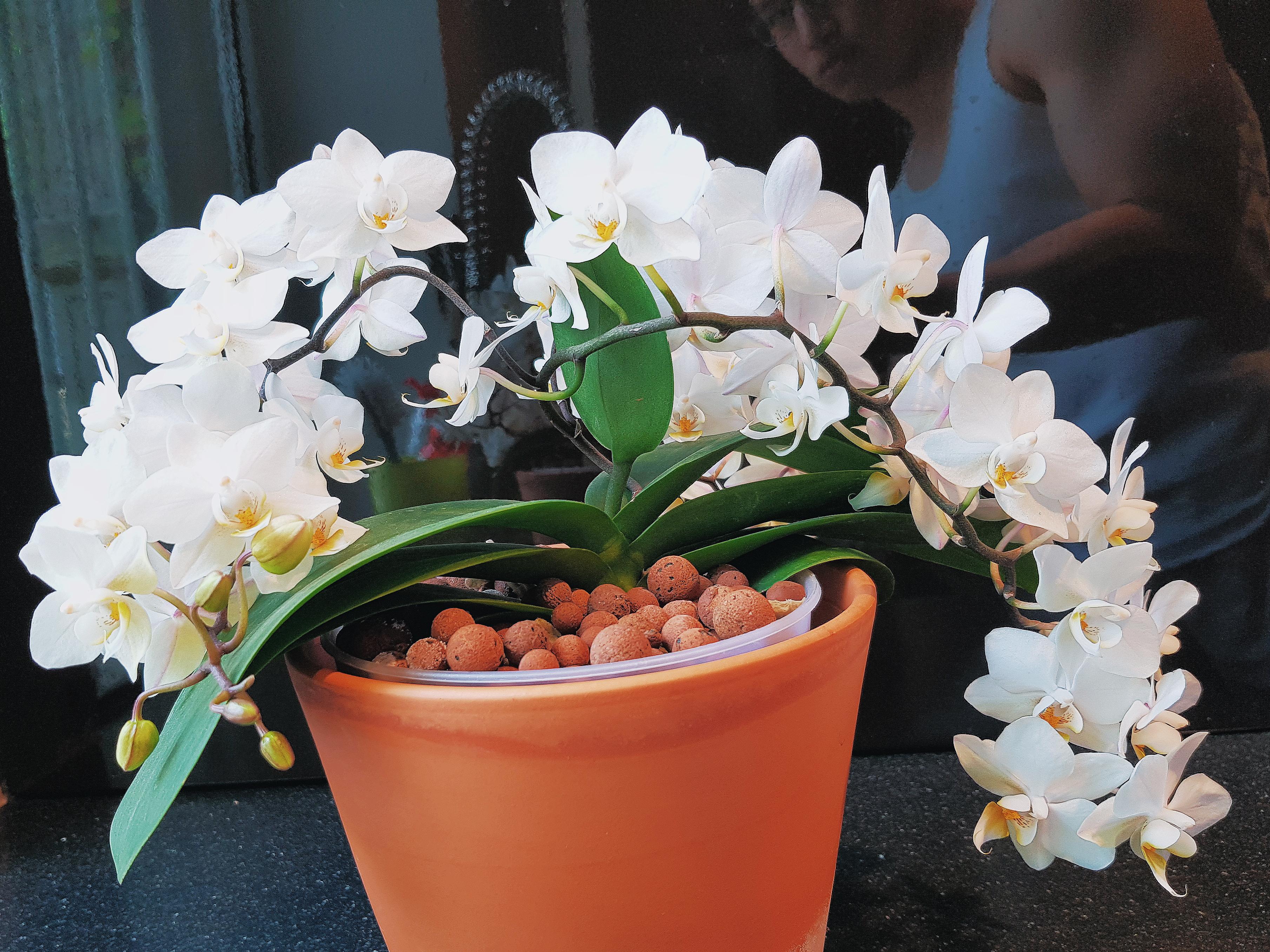 Second terminal spike on "wild white", > 50 blooms | Scrolller