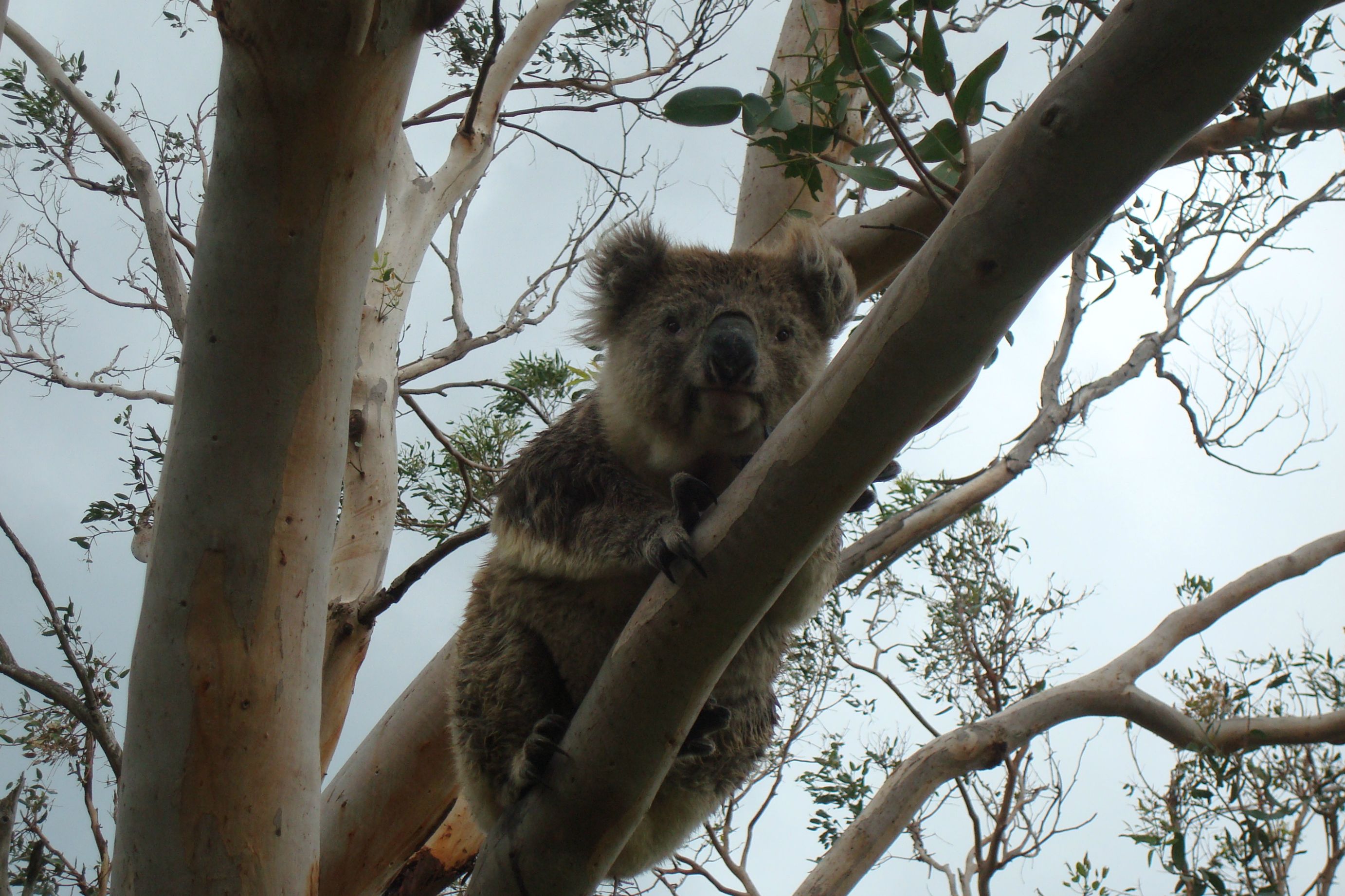 Seen this cute koala while traveling around Australia | Scrolller