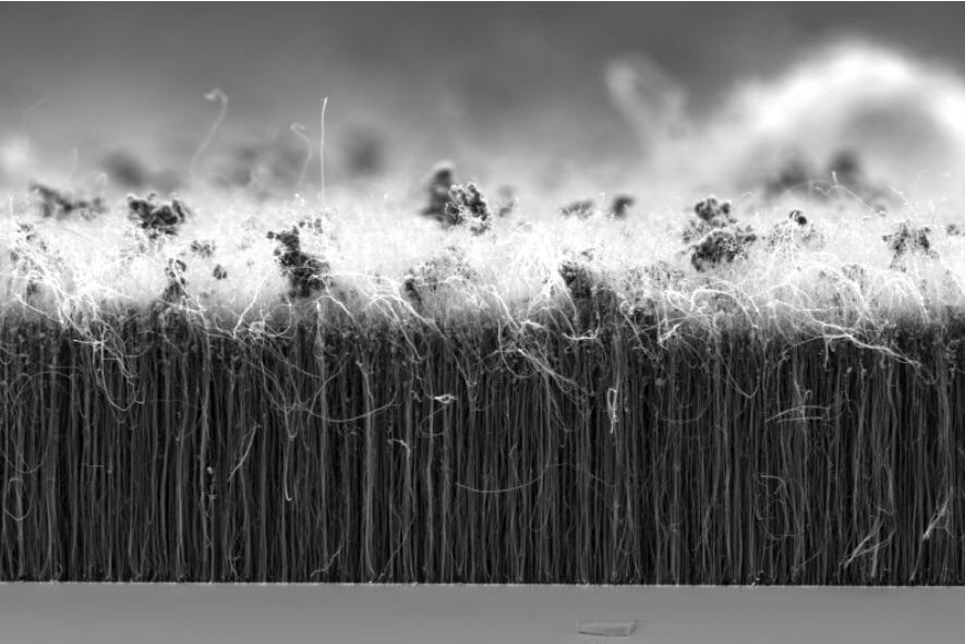 Sem Image Of Vertically Aligned Carbon Nanotube Arrays Scrolller