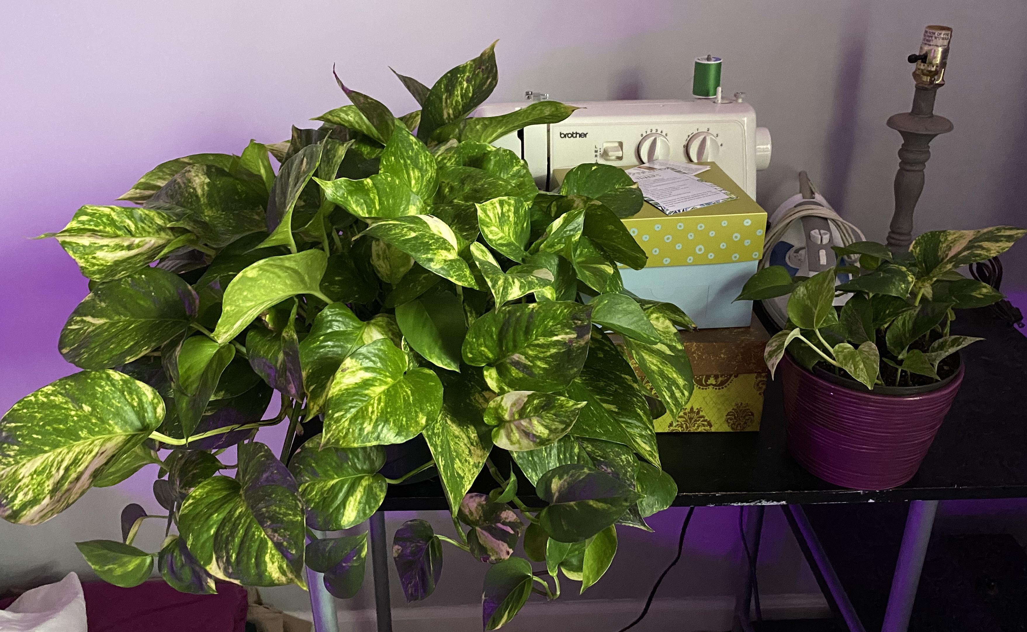 Sewing machine for scale. | Scrolller