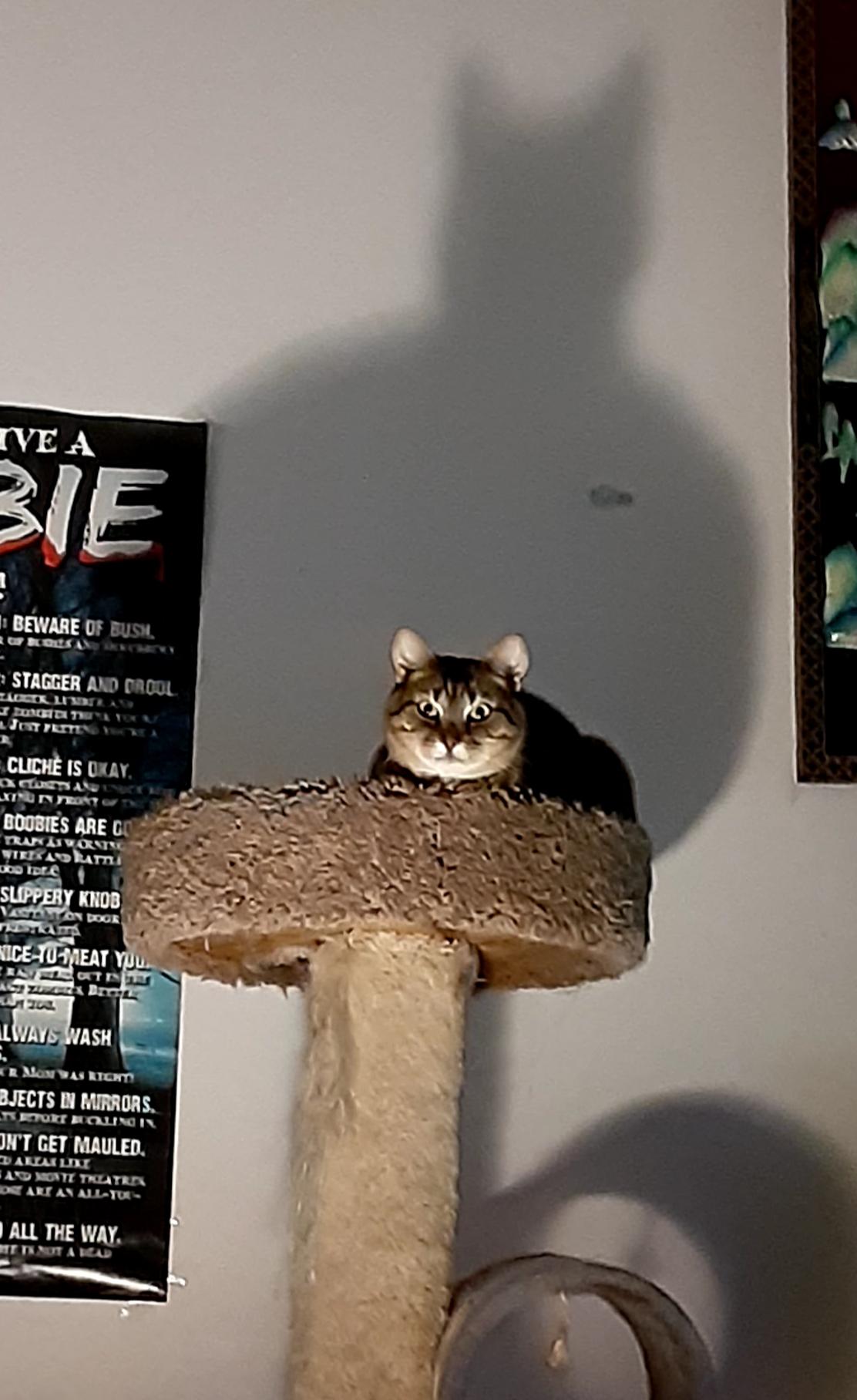 Shadow betrays his true form | Scrolller