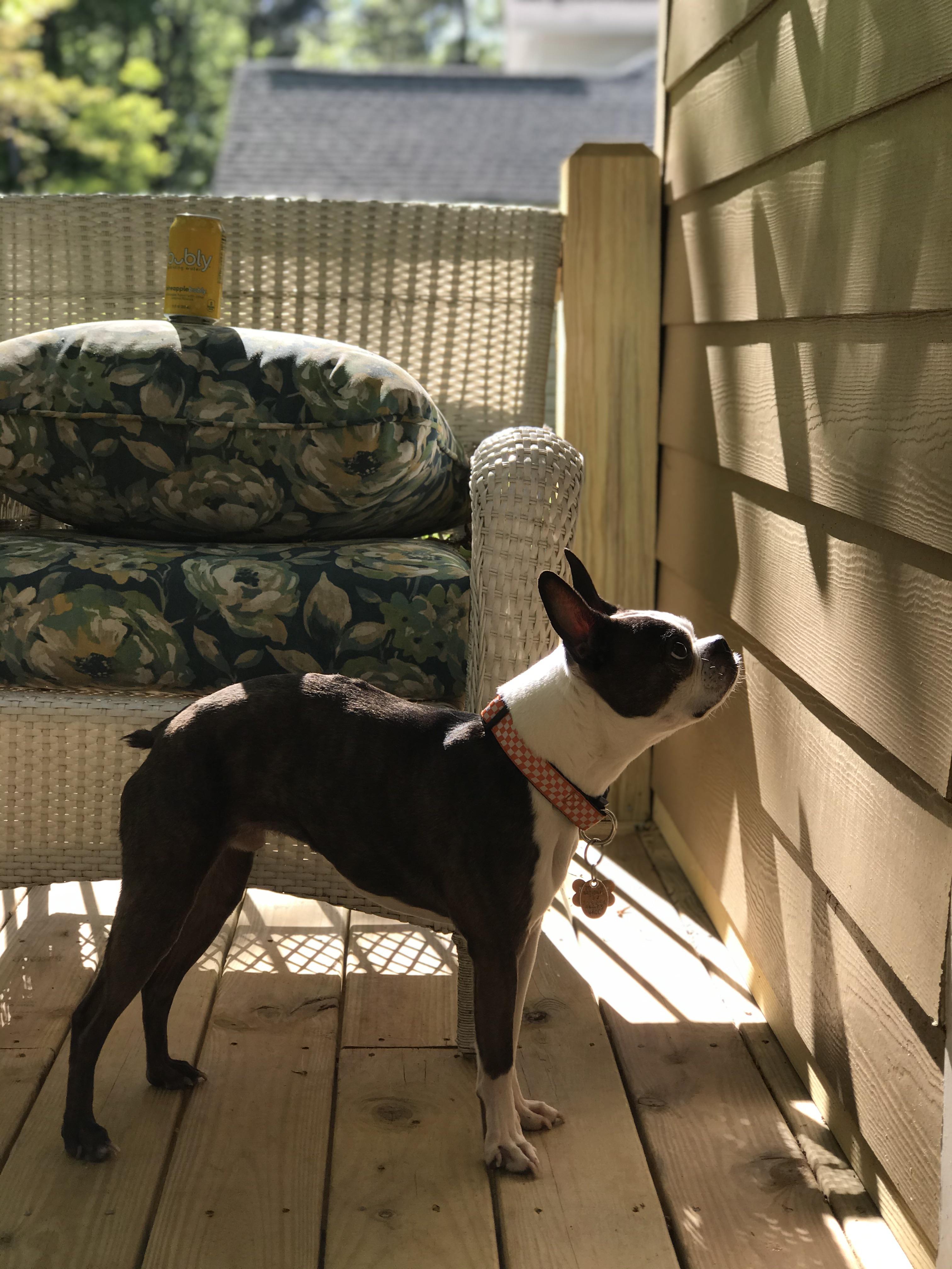 Shadow chasing | Scrolller