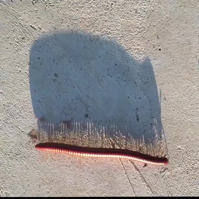 *Stomp Stomp Stomp* | Scrolller