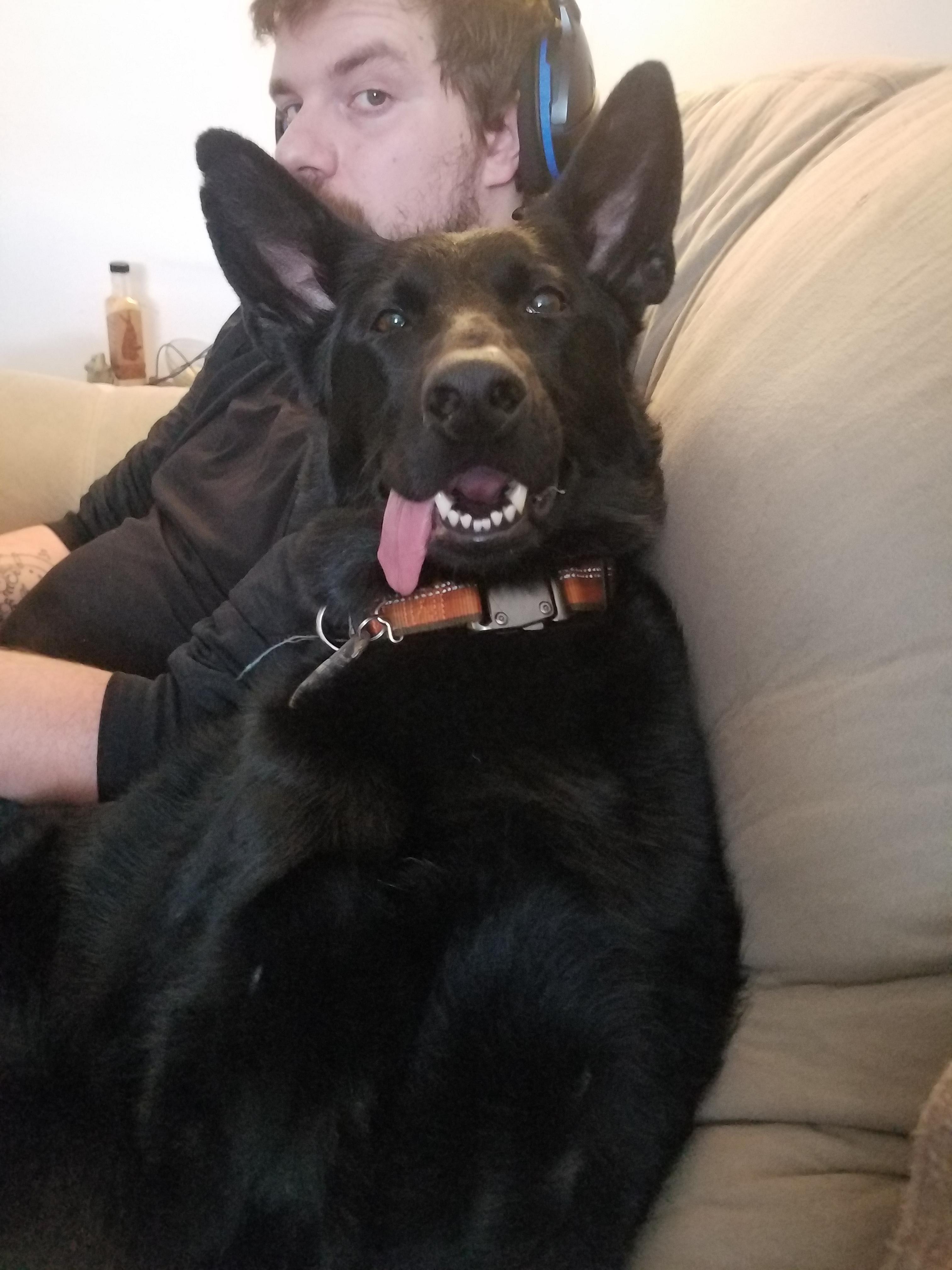 Shadow posing like your great-uncle does in his profile pic. | Scrolller