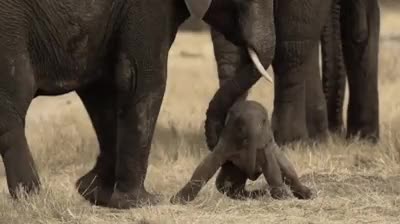 Shaky Newborn Elephant | Scrolller